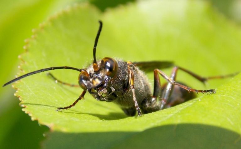 Bugs in dreams, why do I dream about bugs? - DreamsDr